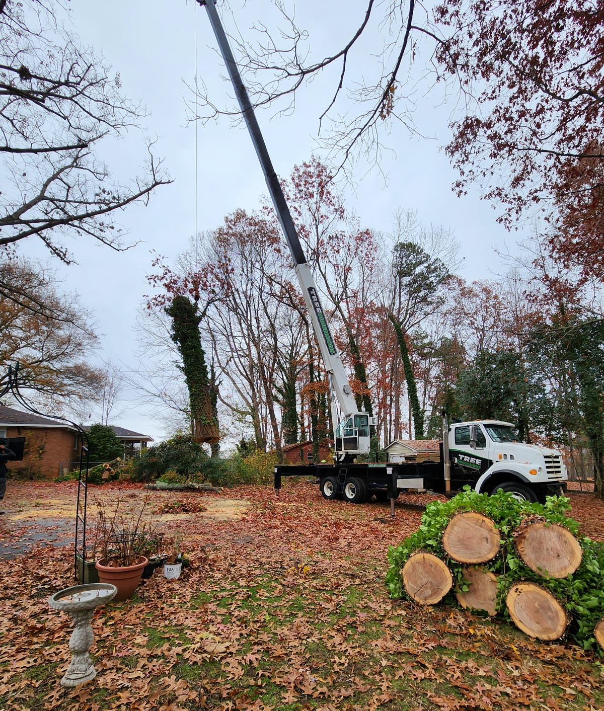 Why Use Cranes For Tree Removals? - Tree Dimensions