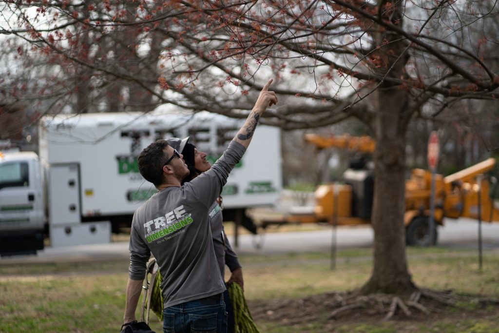 Tree Service Spartanburg, SC - Local, Fast, Affordable - Get Estimate