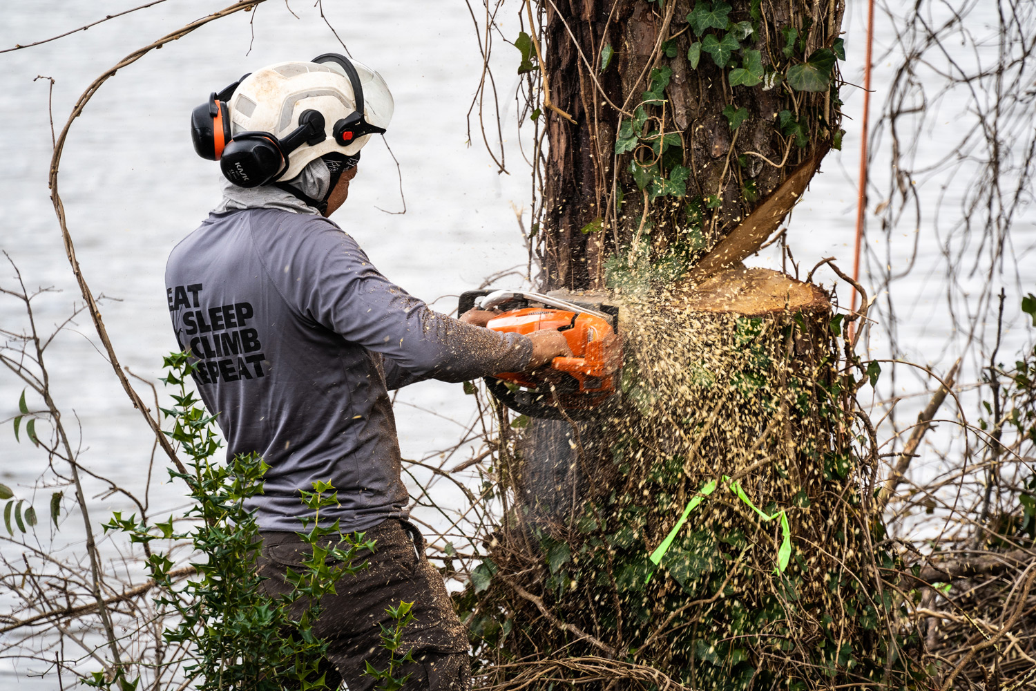 Tree Removal Specialist In SC - Tree Dimensions - Free Estimates